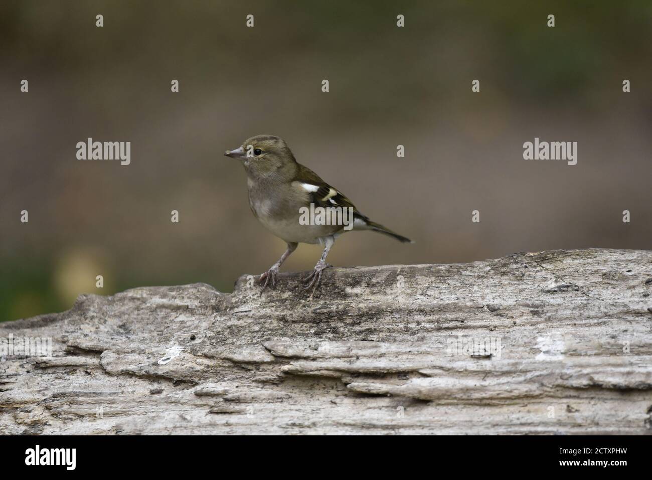 Common Chaffinch (Fringilla coelebs) Female Stood in the Centre of a ...