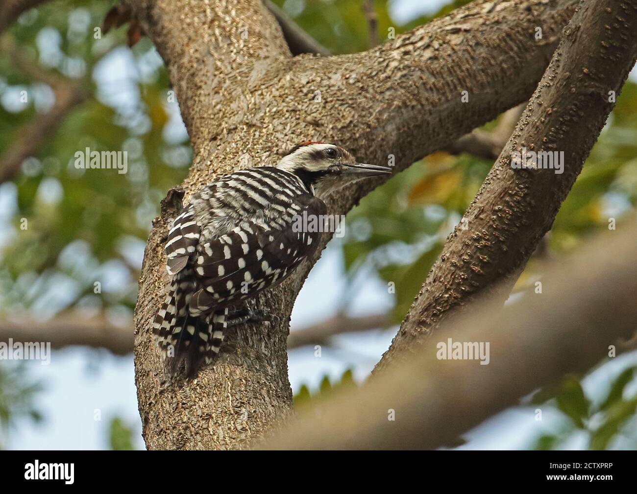 Freckle-breasted Woodpecker (Dendrocopos analis analis) male clinging ...