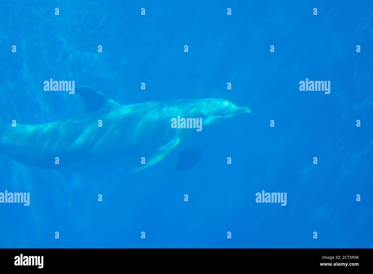 dolphin in the deep Stock Photo - Alamy