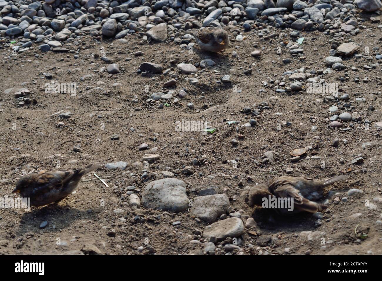 Sparrow bird dust bathing hi-res stock photography and images - Alamy