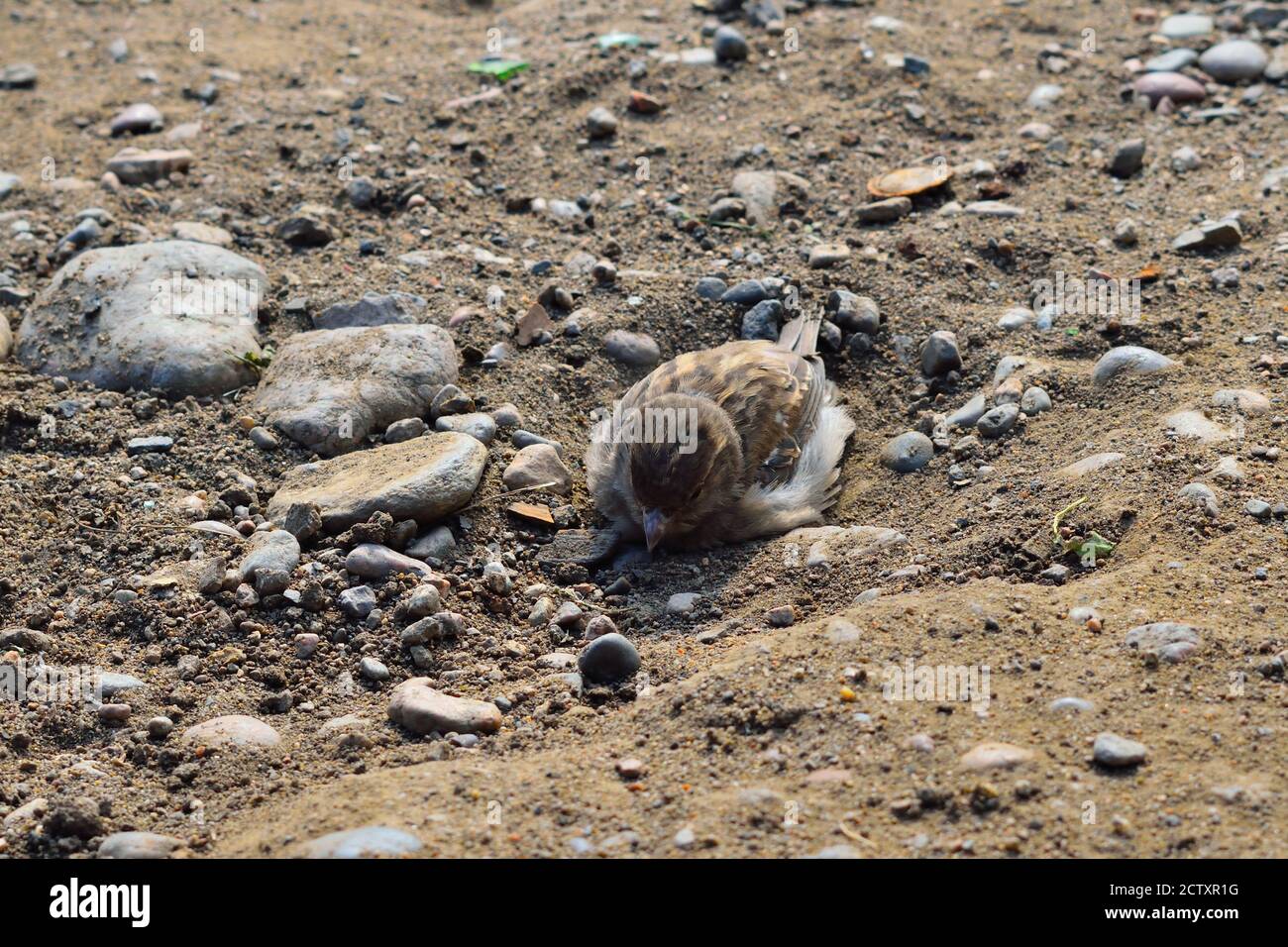 Sparrow bird dust bathing hi-res stock photography and images - Alamy