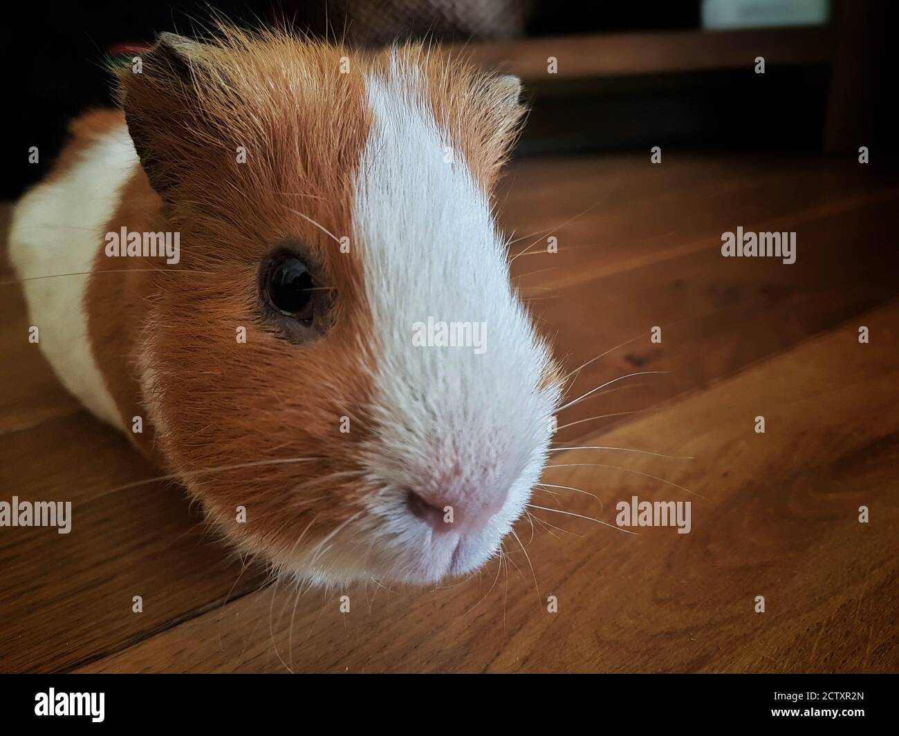 Guinea pig face hi-res stock photography and images - Alamy