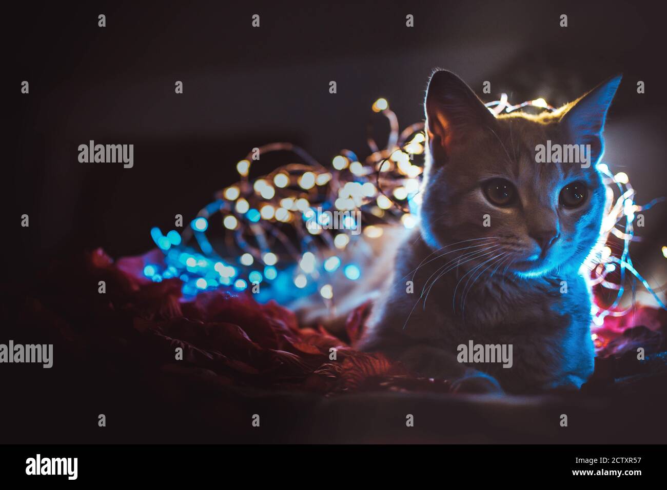 Cat playing with lights hi-res stock photography and images - Alamy
