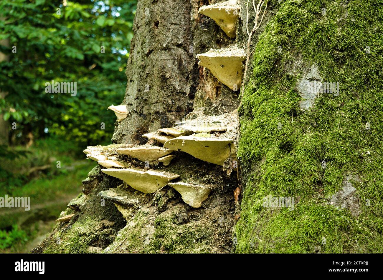 Shelf fungi on a tree Stock Photo - Alamy