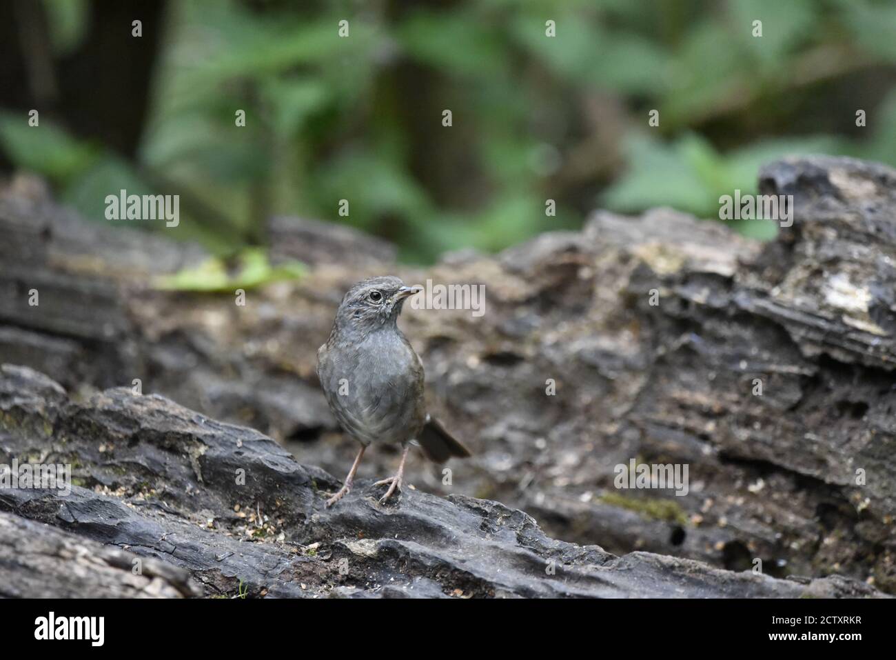 Dunnock in nature hi-res stock photography and images - Alamy