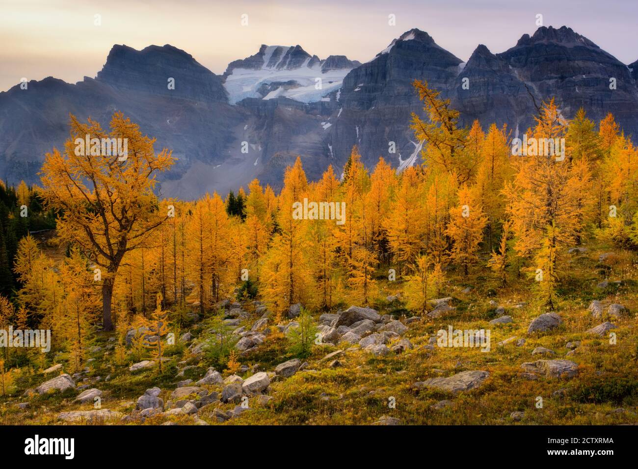 Larch Valley Banff National Park, Alberta, Canada Stock Photo - Alamy