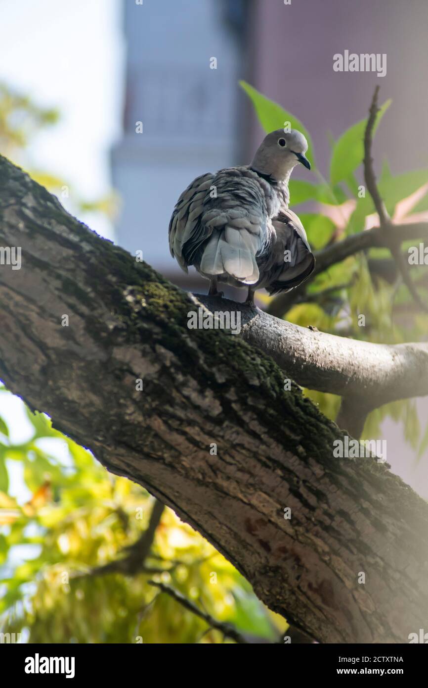 Woodpecker bird table hi-res stock photography and images - Alamy