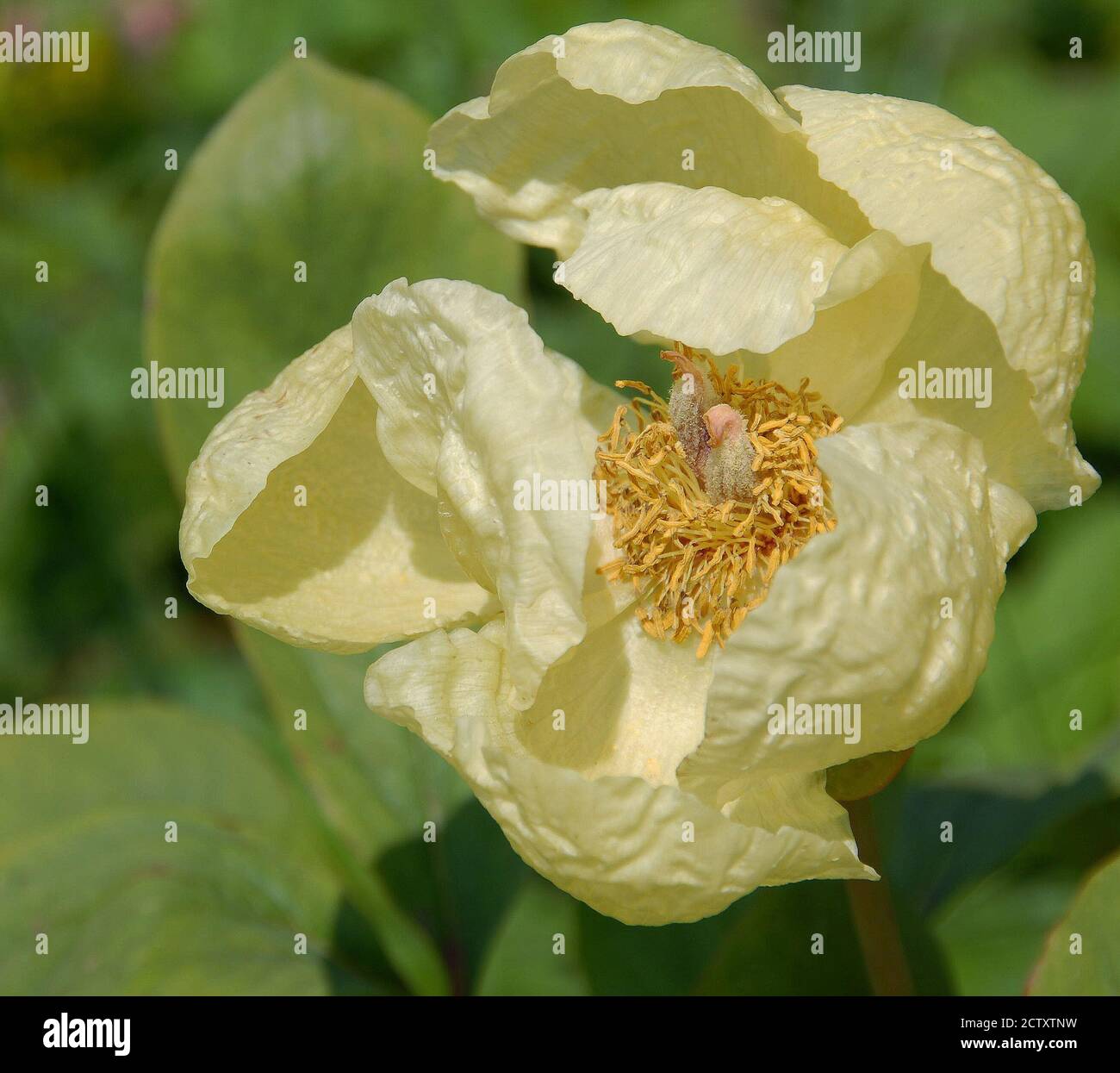 the pale lemon petals of Paeonia mlokosewitschii are like a whirligg ...