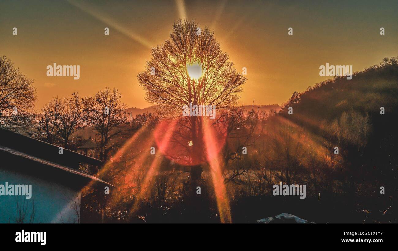 sun rays trough a tree Stock Photo - Alamy