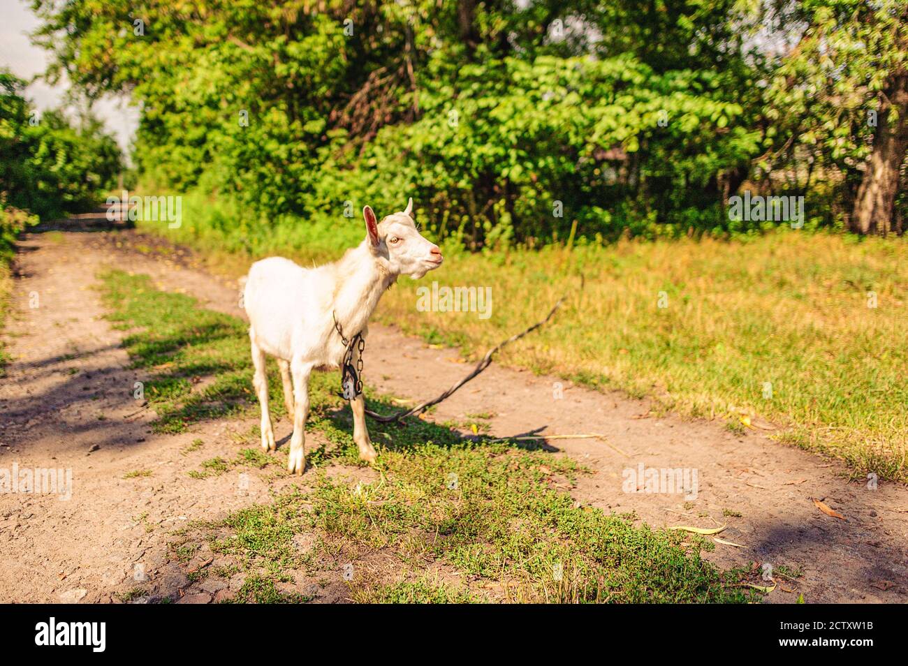 Tethered Goat High Resolution Stock Photography and Images - Alamy