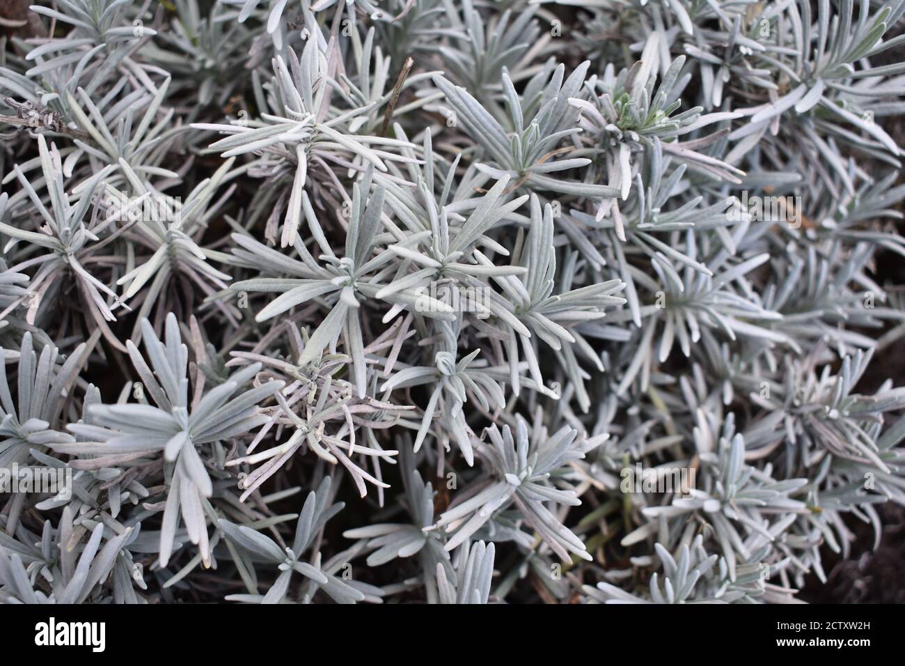 Silver helichrysum hi-res stock photography and images - Alamy