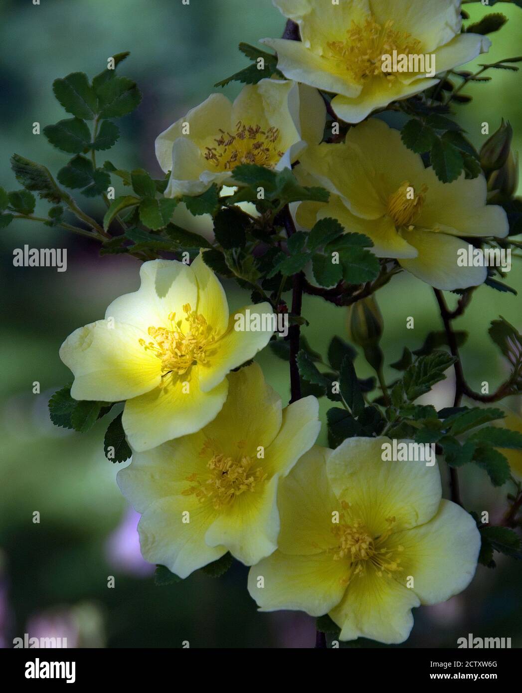 Single pinnate fern hi-res stock photography and images - Alamy