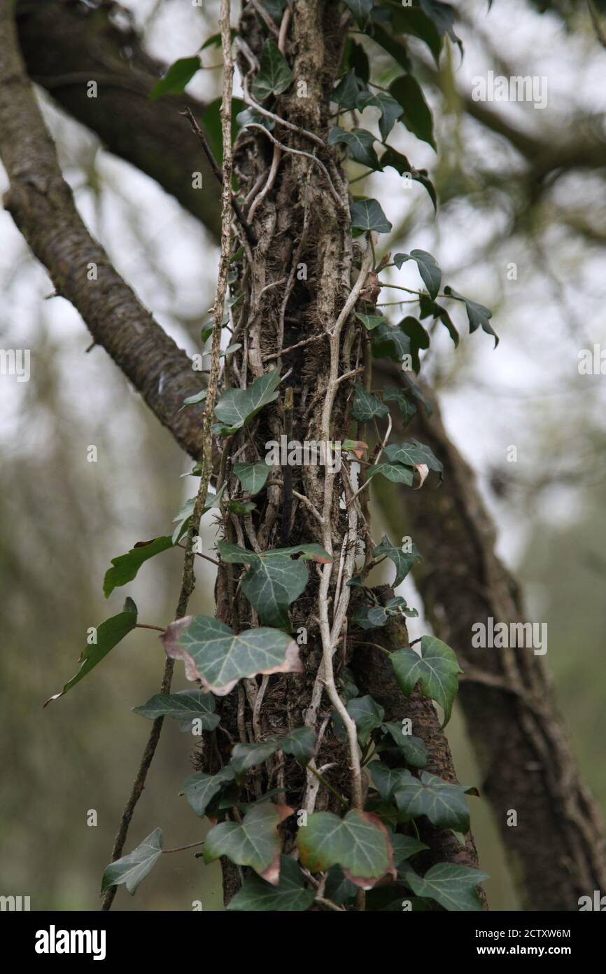 English ivy hi-res stock photography and images - Alamy