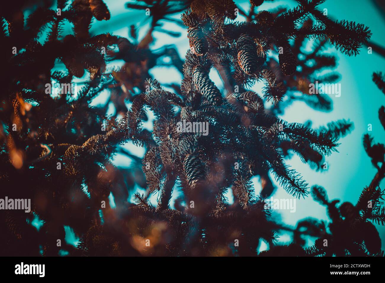 pine corns on a tree Stock Photo - Alamy