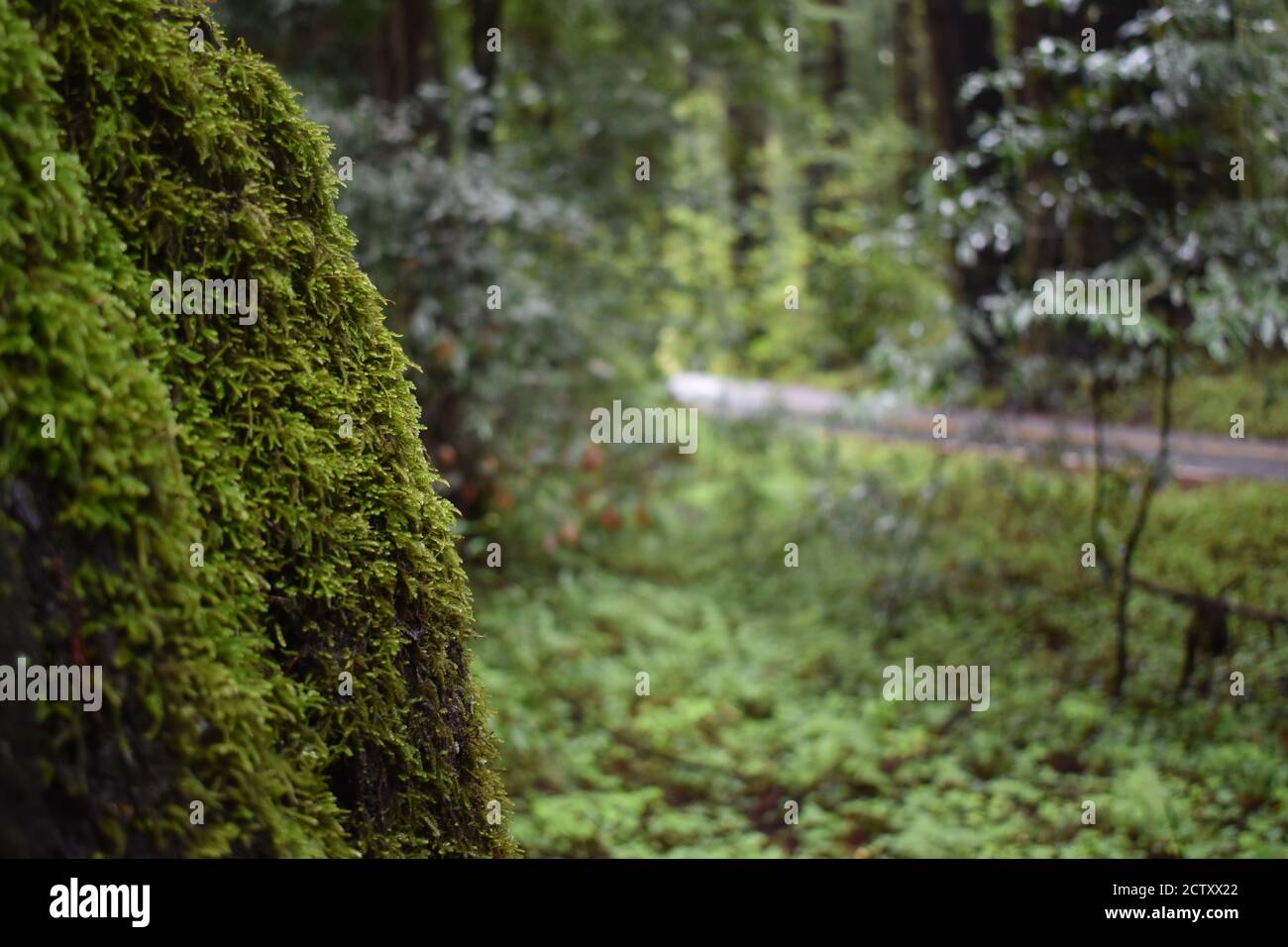 Closeup shot of mossy trees in the forest Stock Photo - Alamy