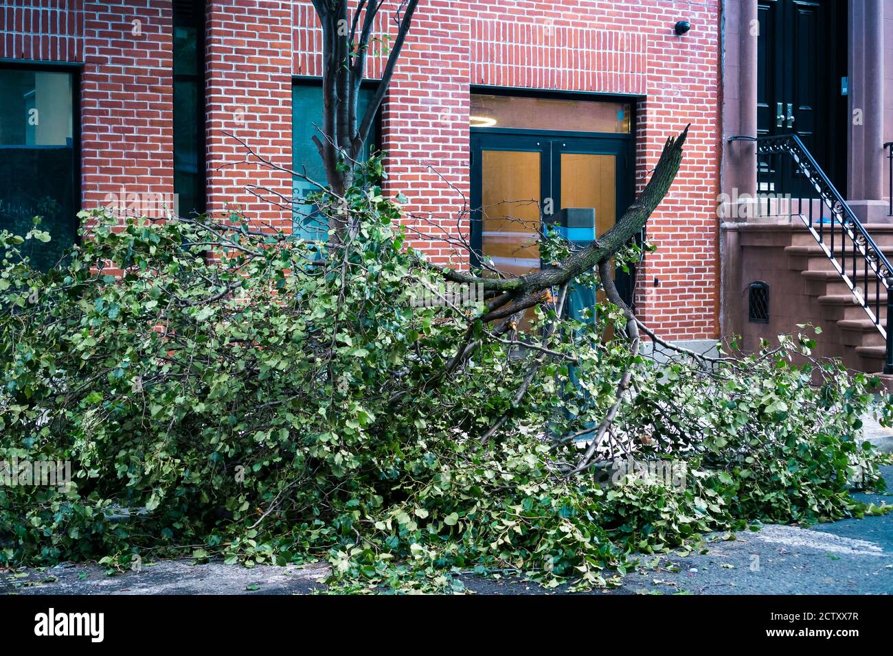 large broken tree branch laying on the ground in West Village, NYC ...