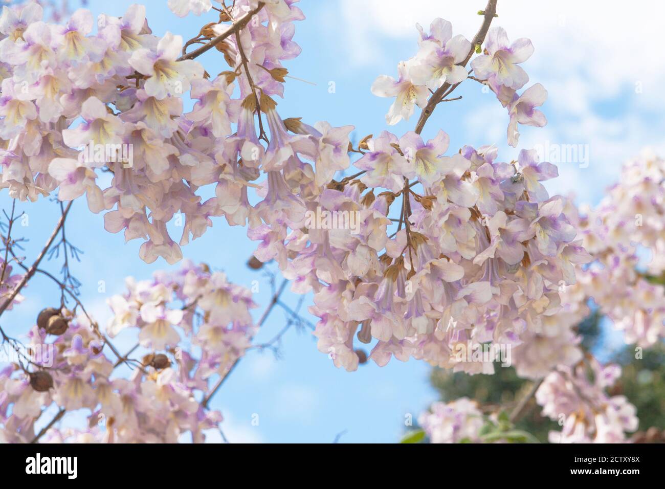 Flowers of empress tree or princess tree, or foxglove tree, Paulownia ...