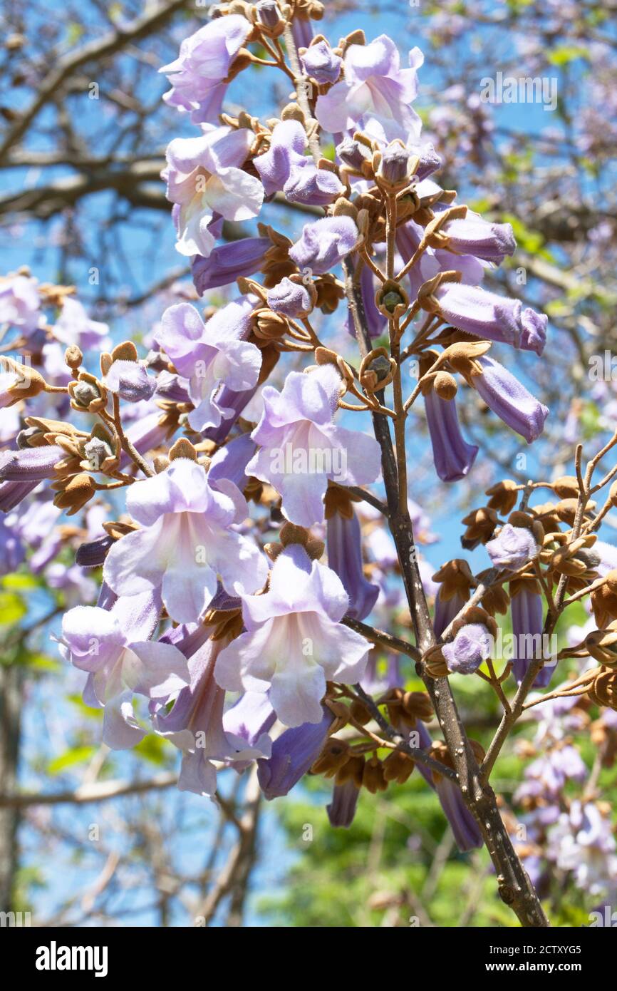 Flowers of empress tree or princess tree, or foxglove tree, Paulownia ...