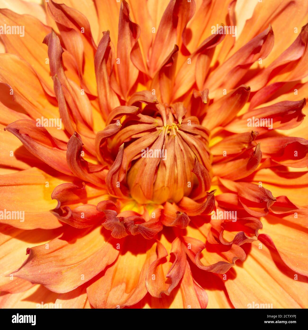 Dalia ornamental hi-res stock photography and images - Alamy