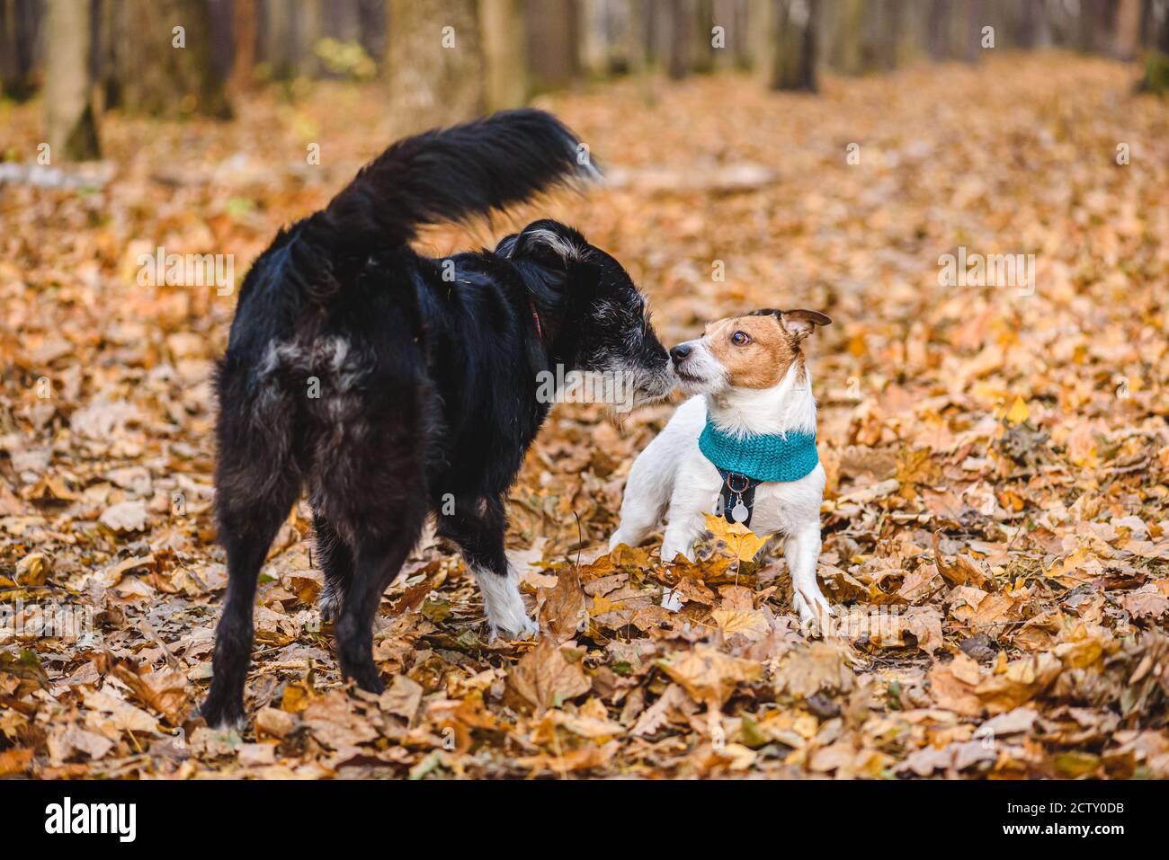 Two dogs together hi-res stock photography and images - Alamy