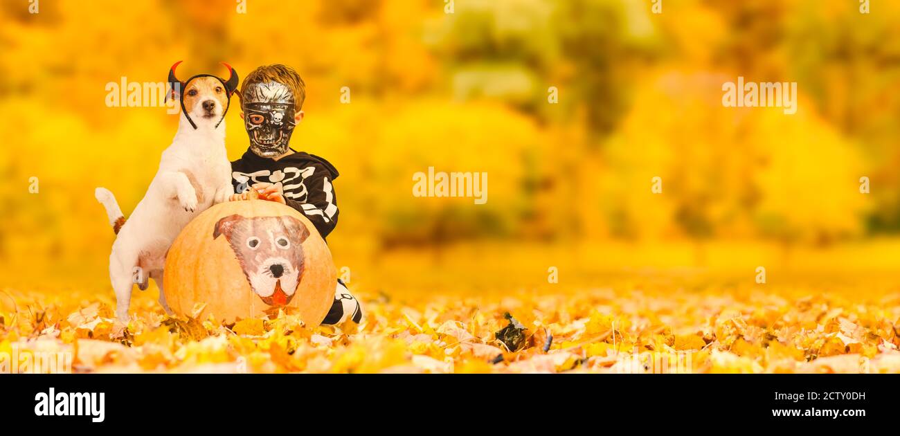 Two dogs playing together in autumn park on warm fall day Stock Photo ...