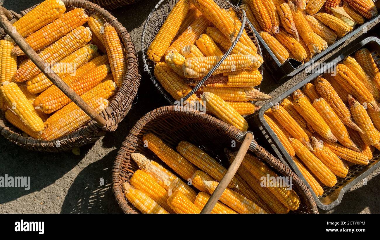 Corn is harvested and dried in sun in baskets and crates on backyard or ...