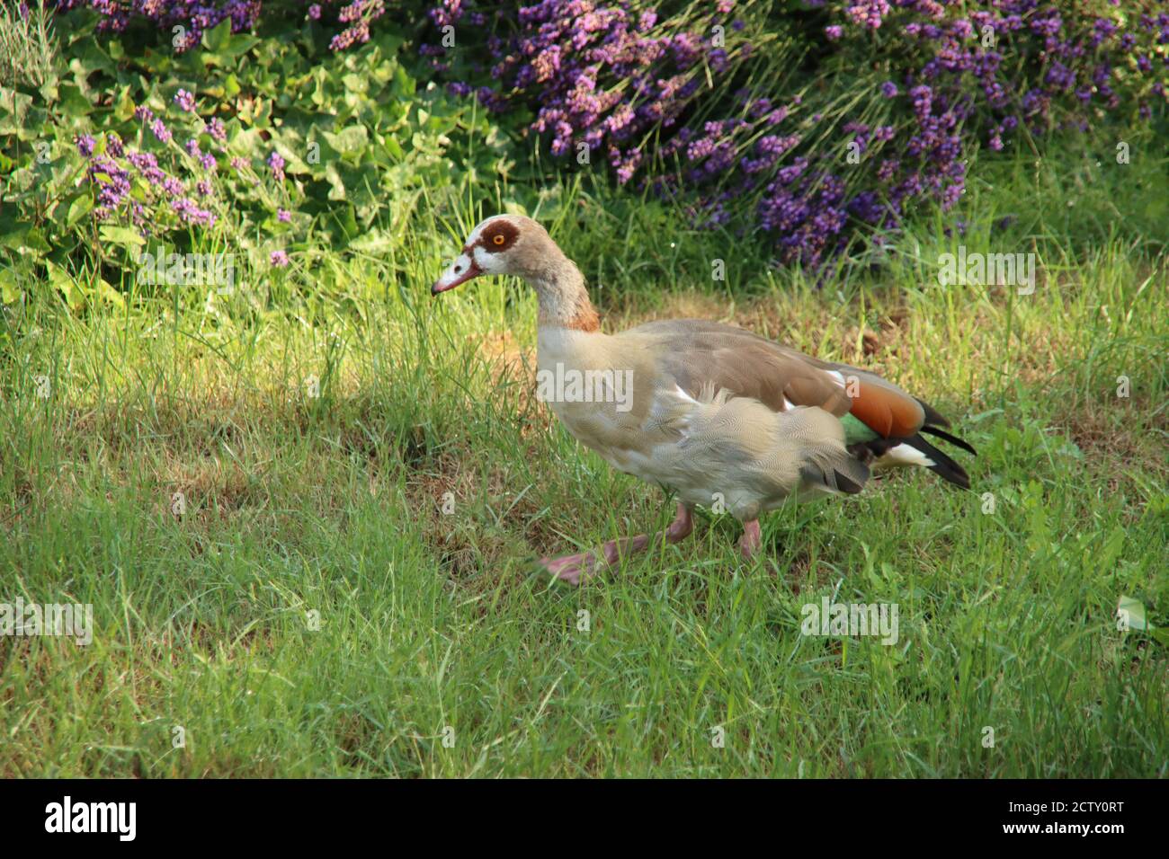 Nile goose walking trought the grass in the Netherlands Stock Photo - Alamy