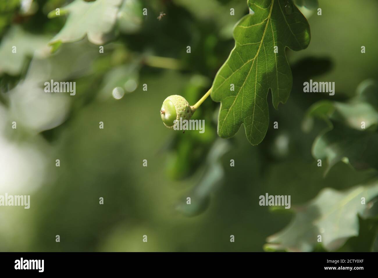 Acorn with its shell on a tree in green color in forest in the ...