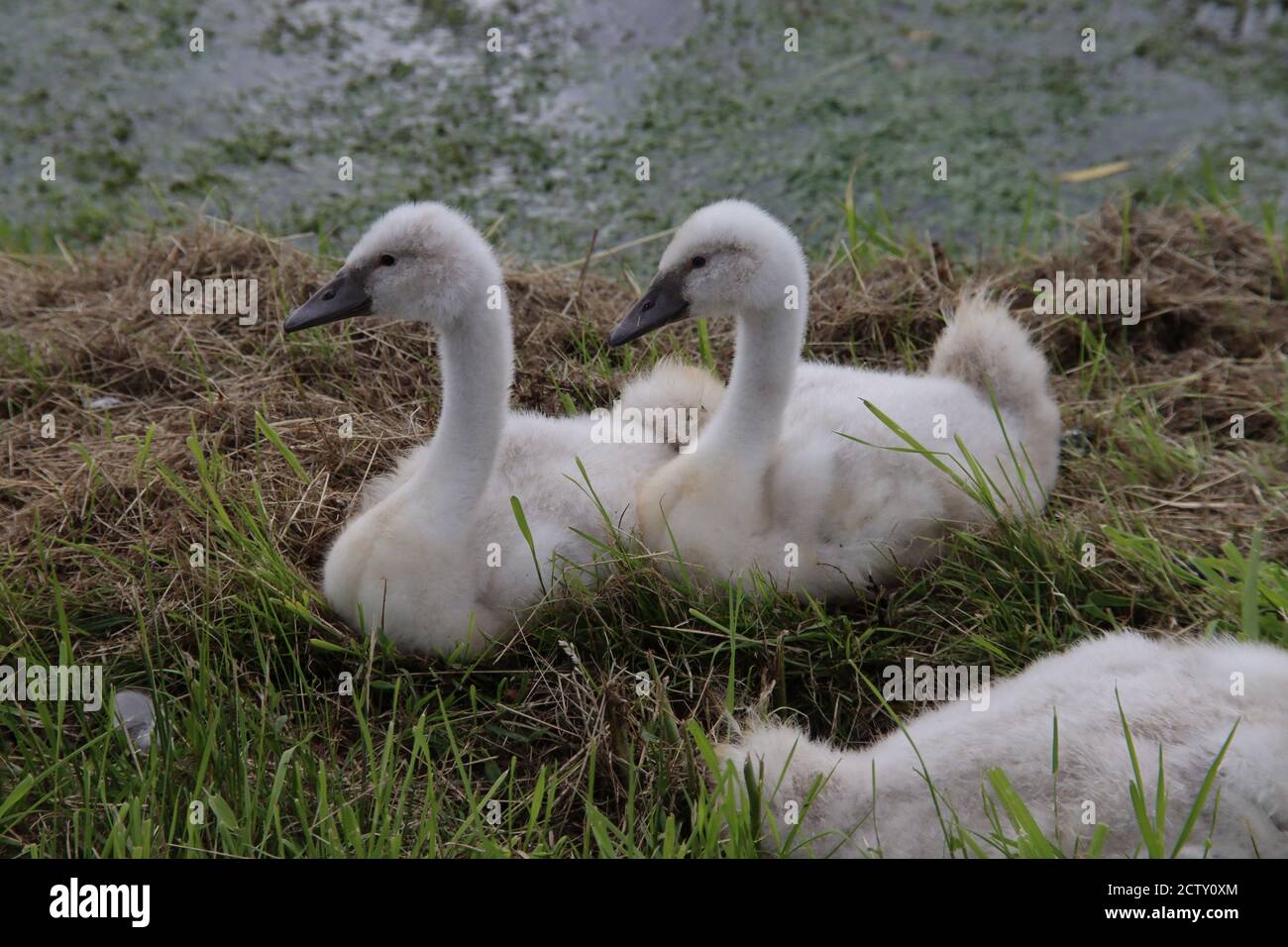 White fluffy chicks of a swan on the waterside of a ditch in ...