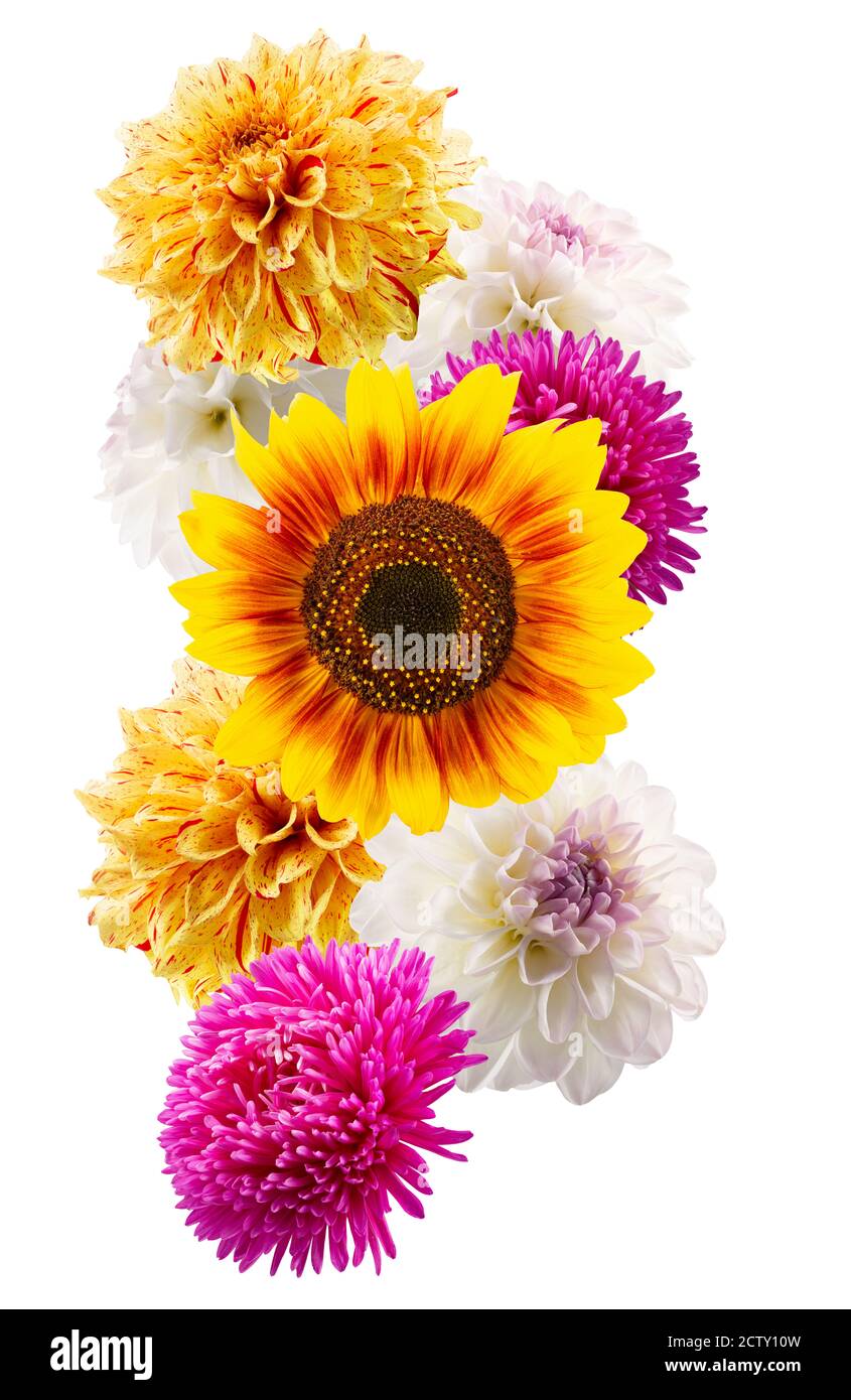 Falling Flowers In Flash