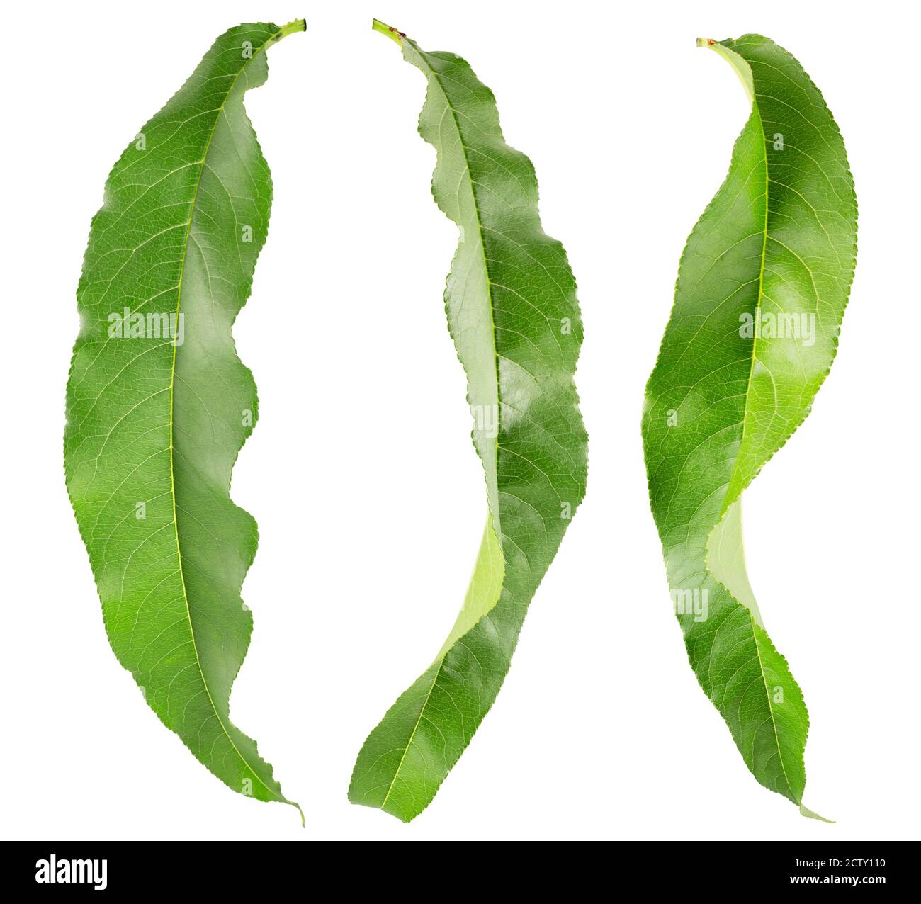 collection of peach leaves isolated on a white background Stock Photo ...