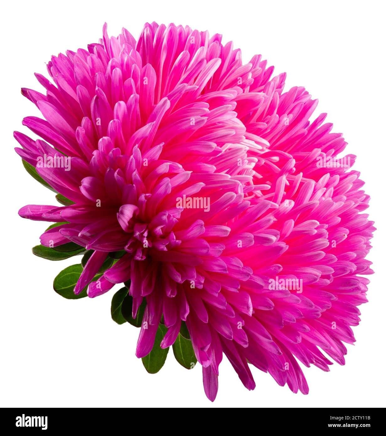 pink aster flower isolated on a white background Stock Photo - Alamy
