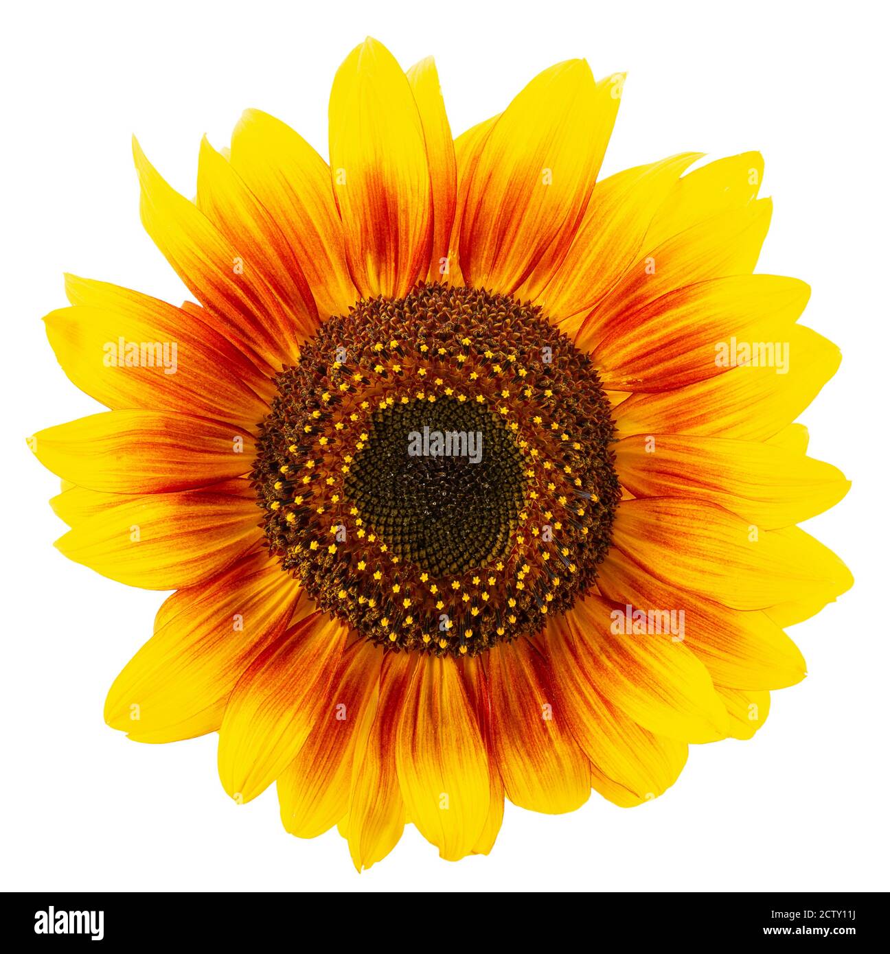 sunflower isolated on a white background Stock Photo - Alamy