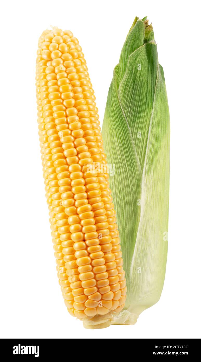 ear corn with husk isolated on a white background Stock Photo - Alamy