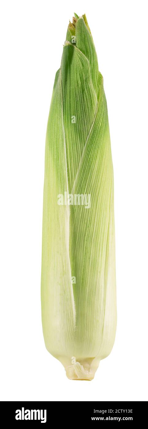 corn ear with husk isolated on a white background Stock Photo - Alamy