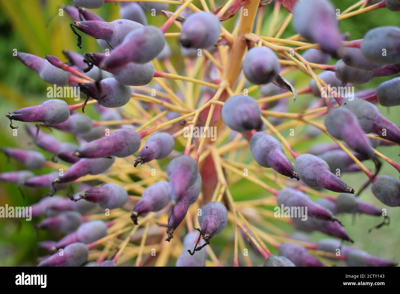 Closeup of an early blueberry cluster with oblong berries Stock Photo ...