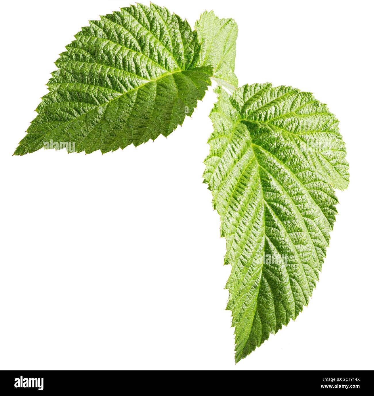 raspberry leaves isolated on a white background Stock Photo - Alamy