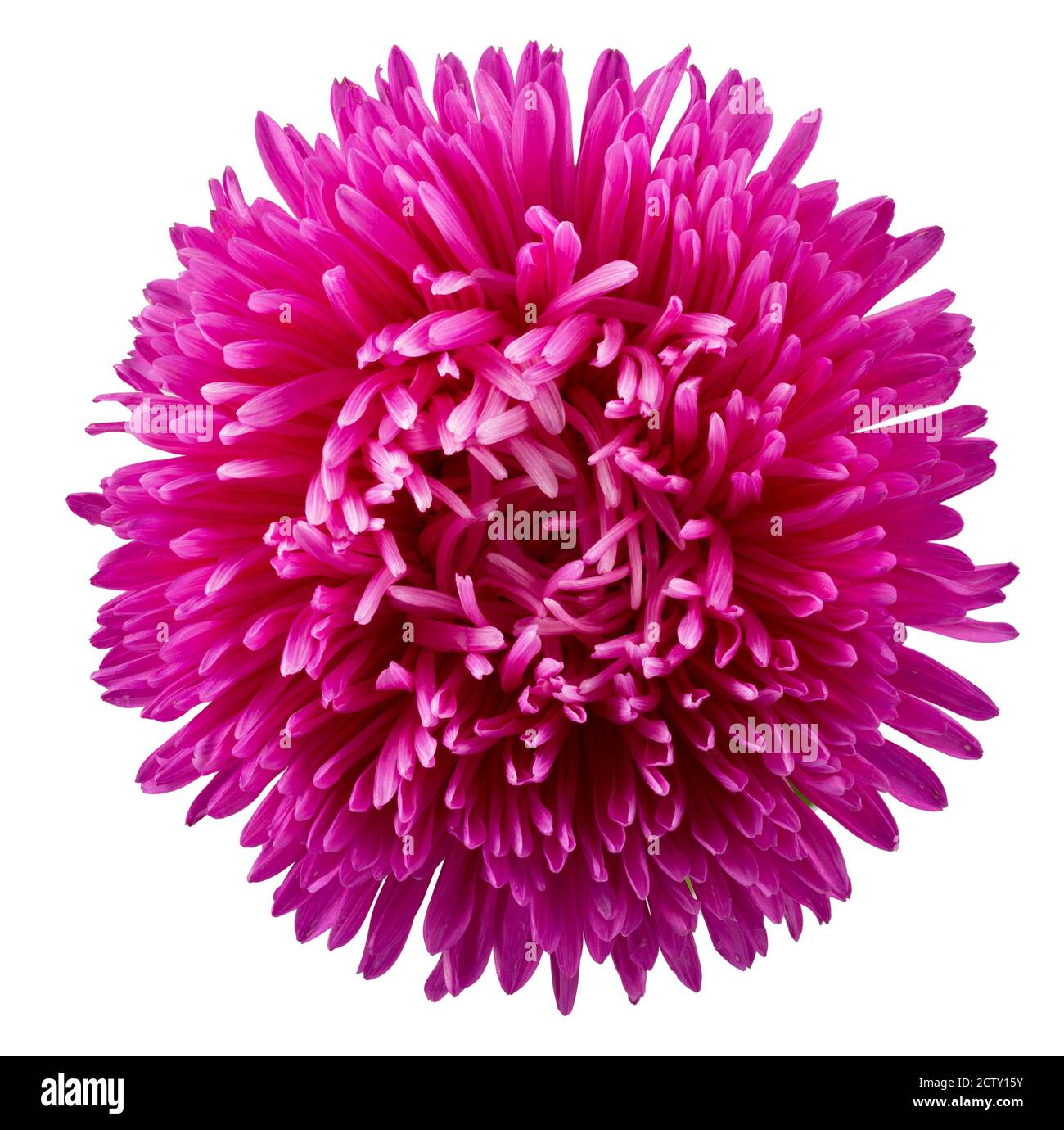 Beautiful single pink aster Cut Out Stock Images & Pictures - Alamy