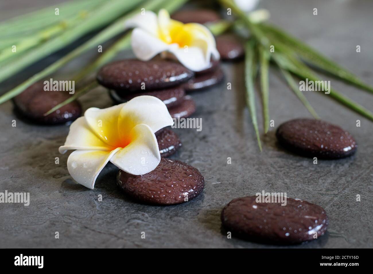 White plumeria, bamboo leaf and zen stones balance on the wet grey ...