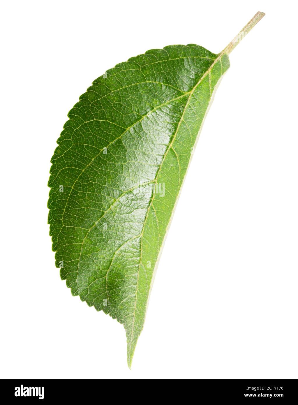 apricot leaf isolated on a white background Stock Photo - Alamy