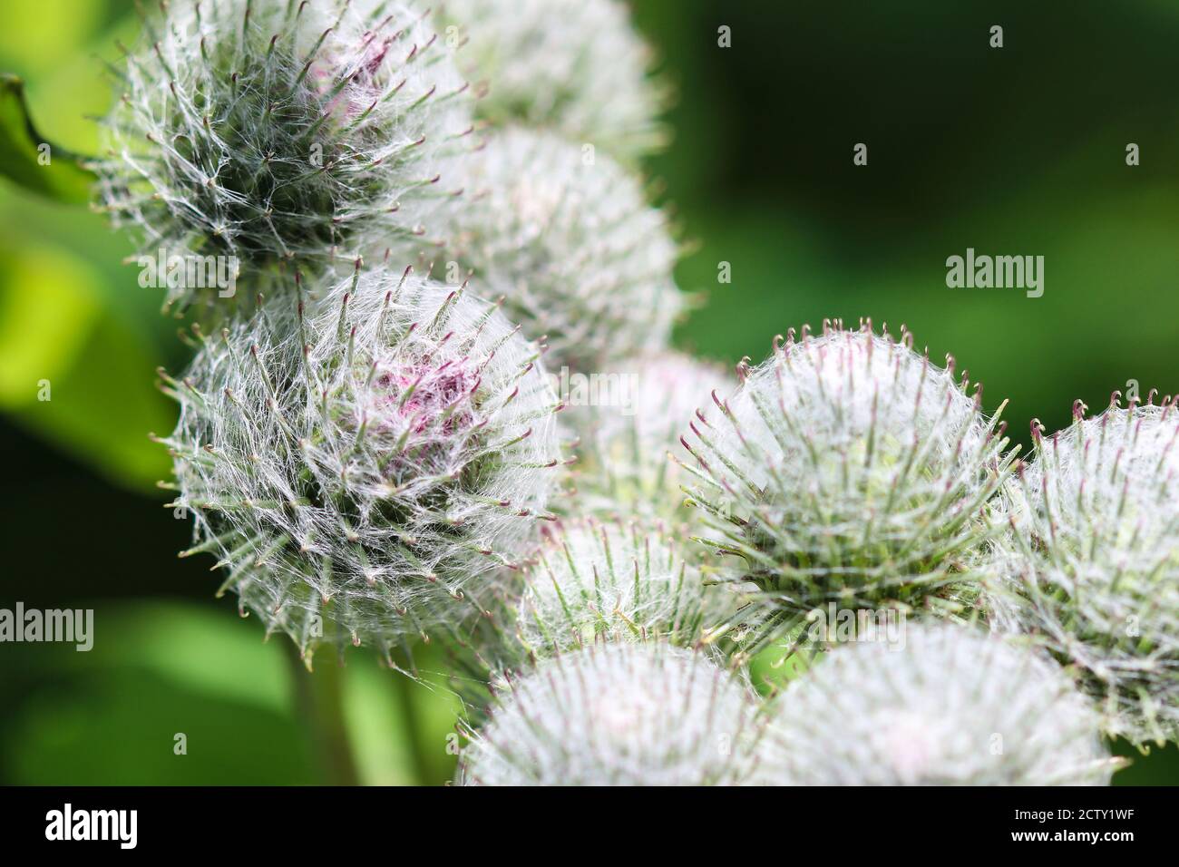Close up on Greater Burdock (Arctium lappa) burr flower head Stock ...