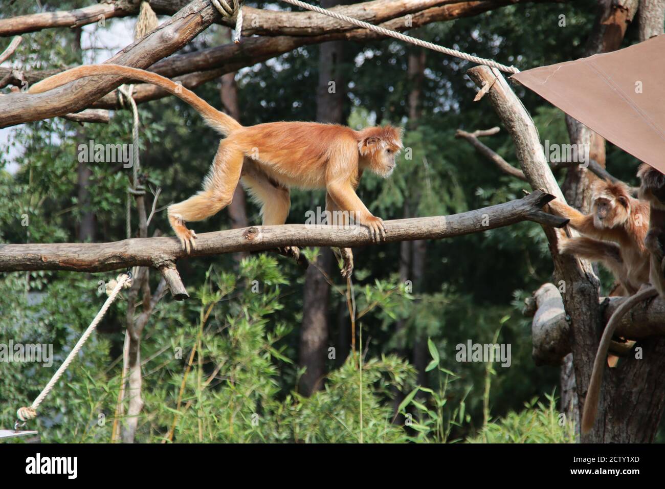 Trachypithecus auratus mauritius hi-res stock photography and images ...