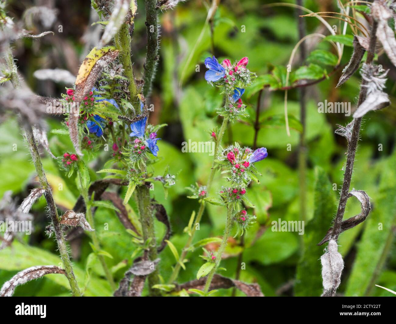 Scutellaria lateriflora or blue skullcap plant Stock Photo - Alamy