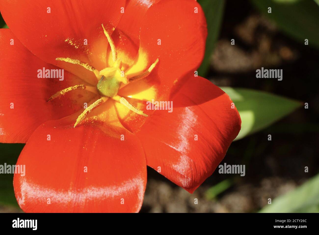 Open red tulip flower showing stigma and stamen Stock Photo - Alamy