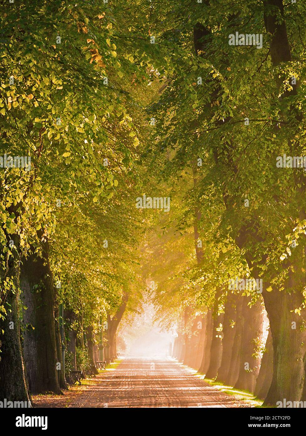 Canopy of trees in a beautiful park setting Stock Photo - Alamy