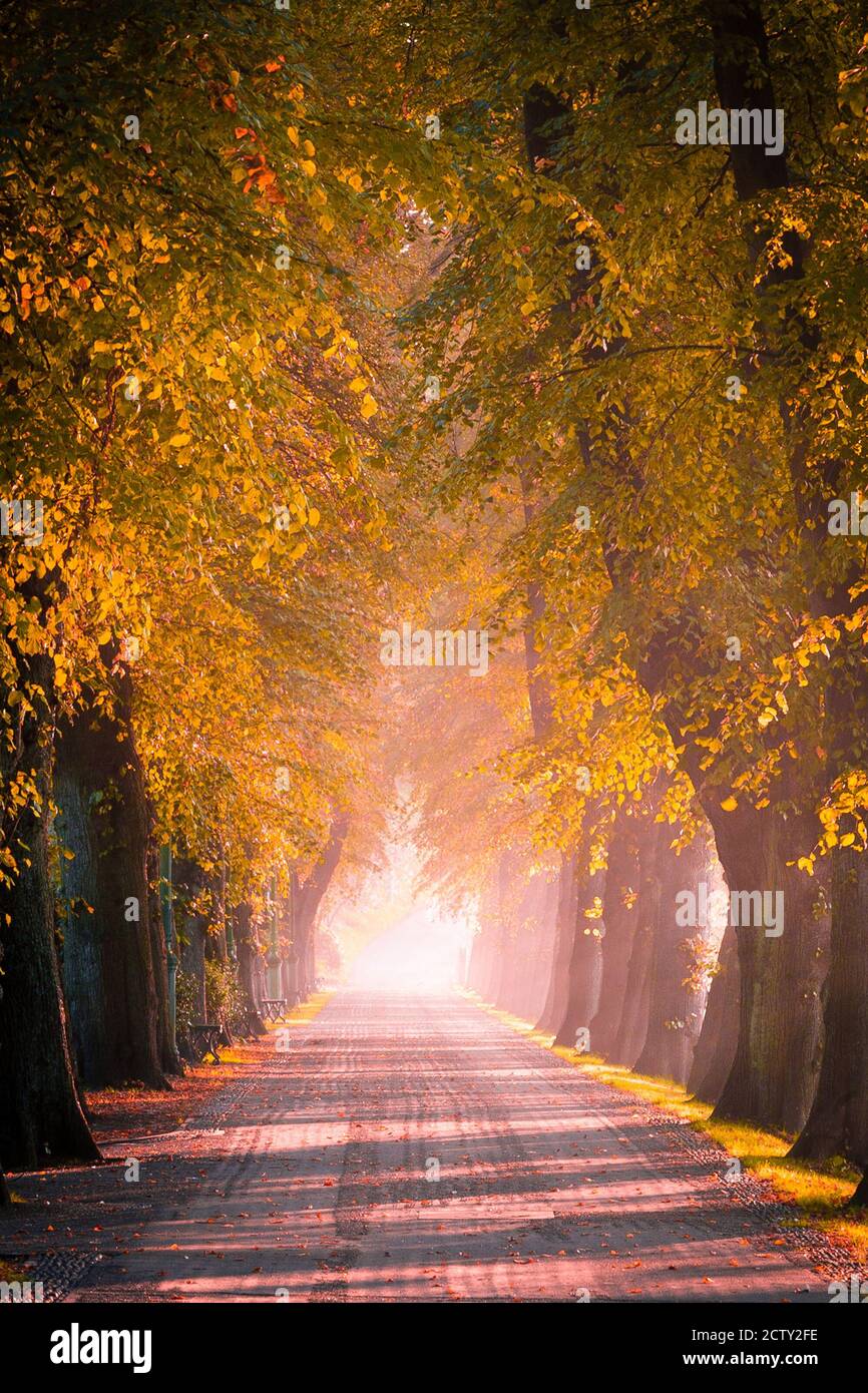 Canopy pathway hi-res stock photography and images - Alamy