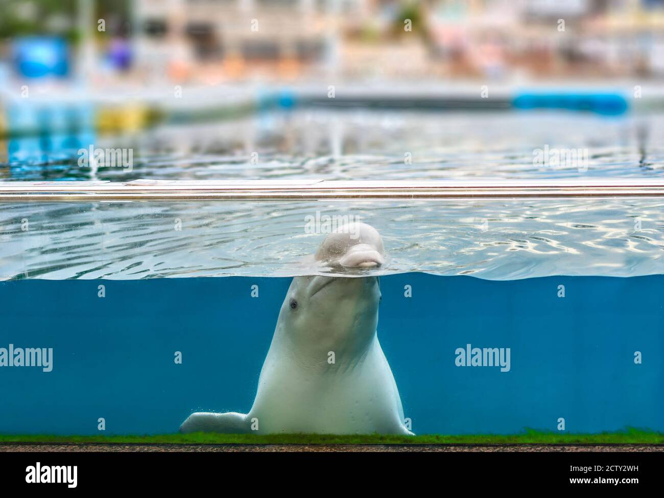 White beluga looks sad and lonely in captivity looking through the ...