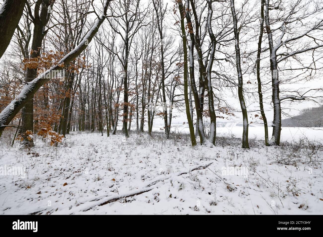Wintertime in a forest in Lower Austria Stock Photo - Alamy