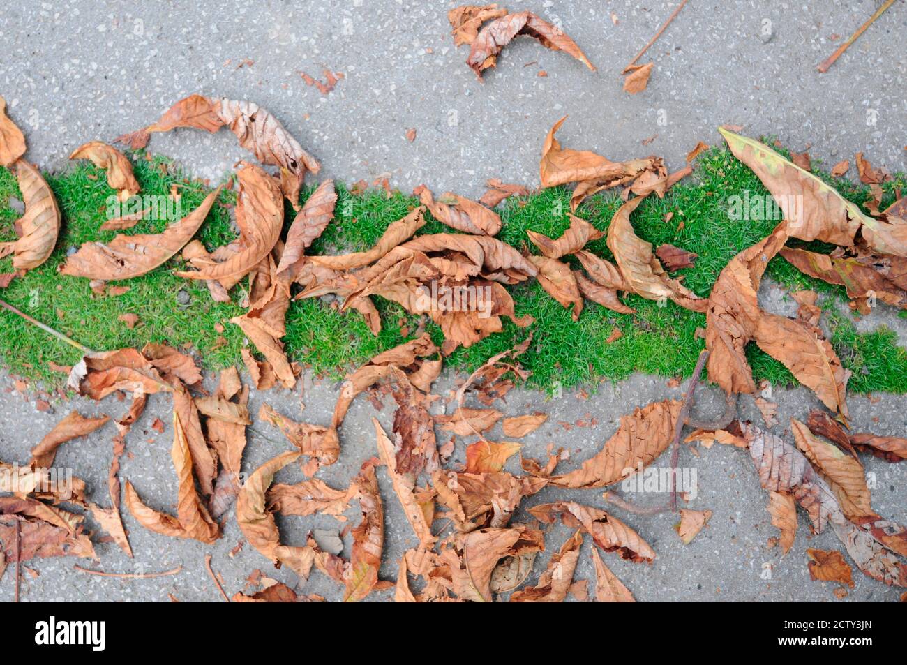 the color green, associated with nature, life, health and hope Stock ...