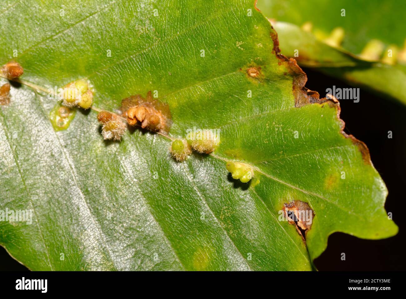 Gall midge hi-res stock photography and images - Alamy
